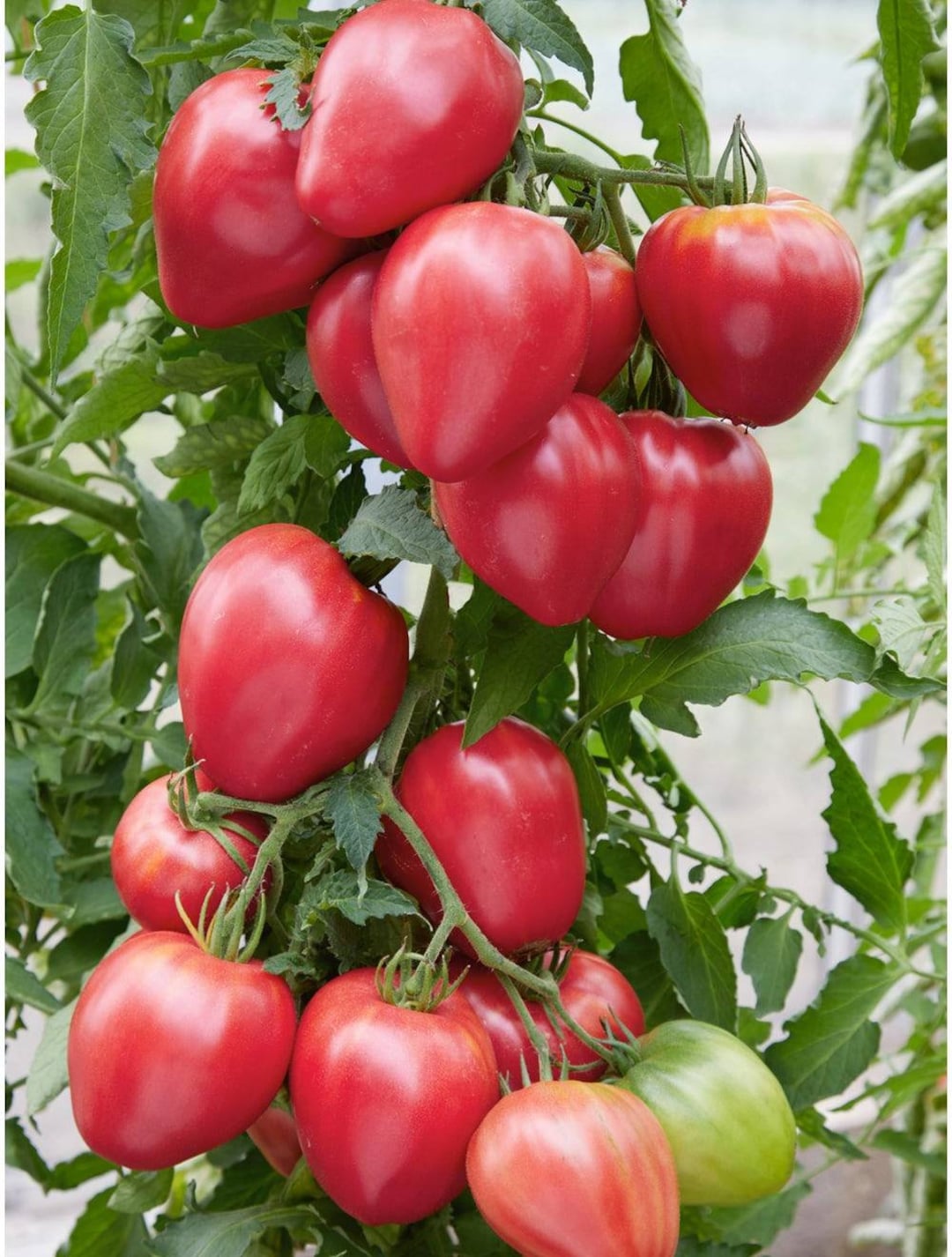 OX Heart Tomato HEIRLOOM 30+ Seeds 100% Organic Premium Strain Home ...