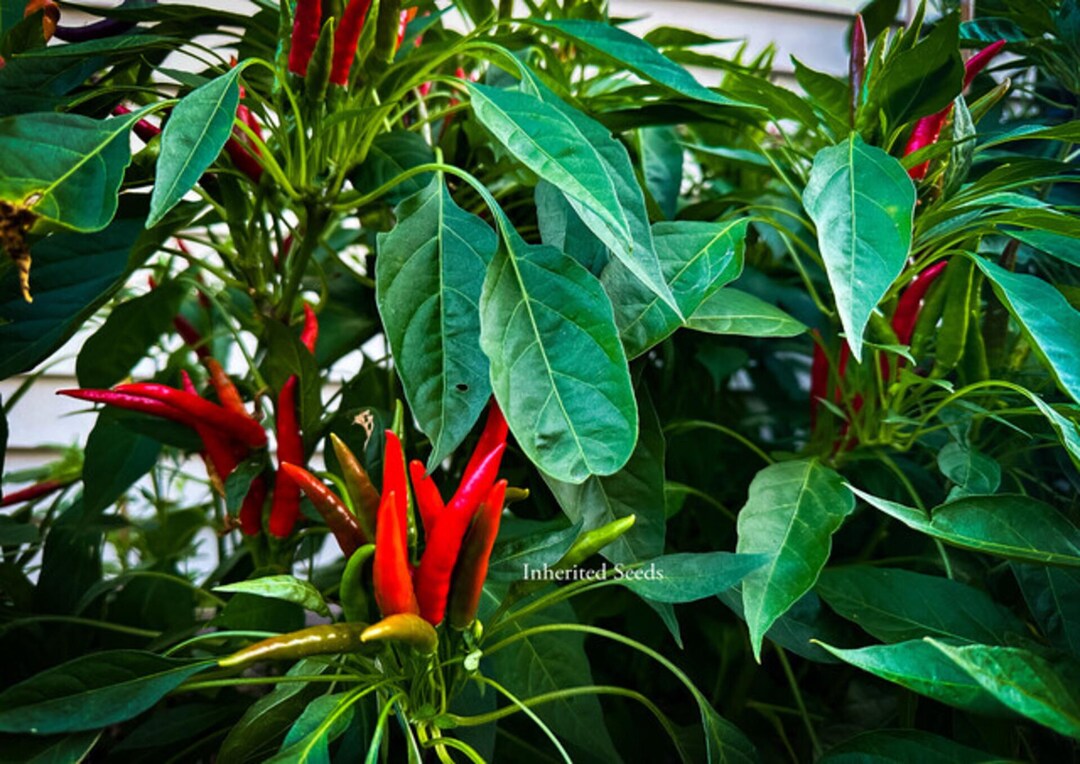 Chilli Hot Japanese Santaka Pepper 75+ Seeds High Yield 100% Organic ...