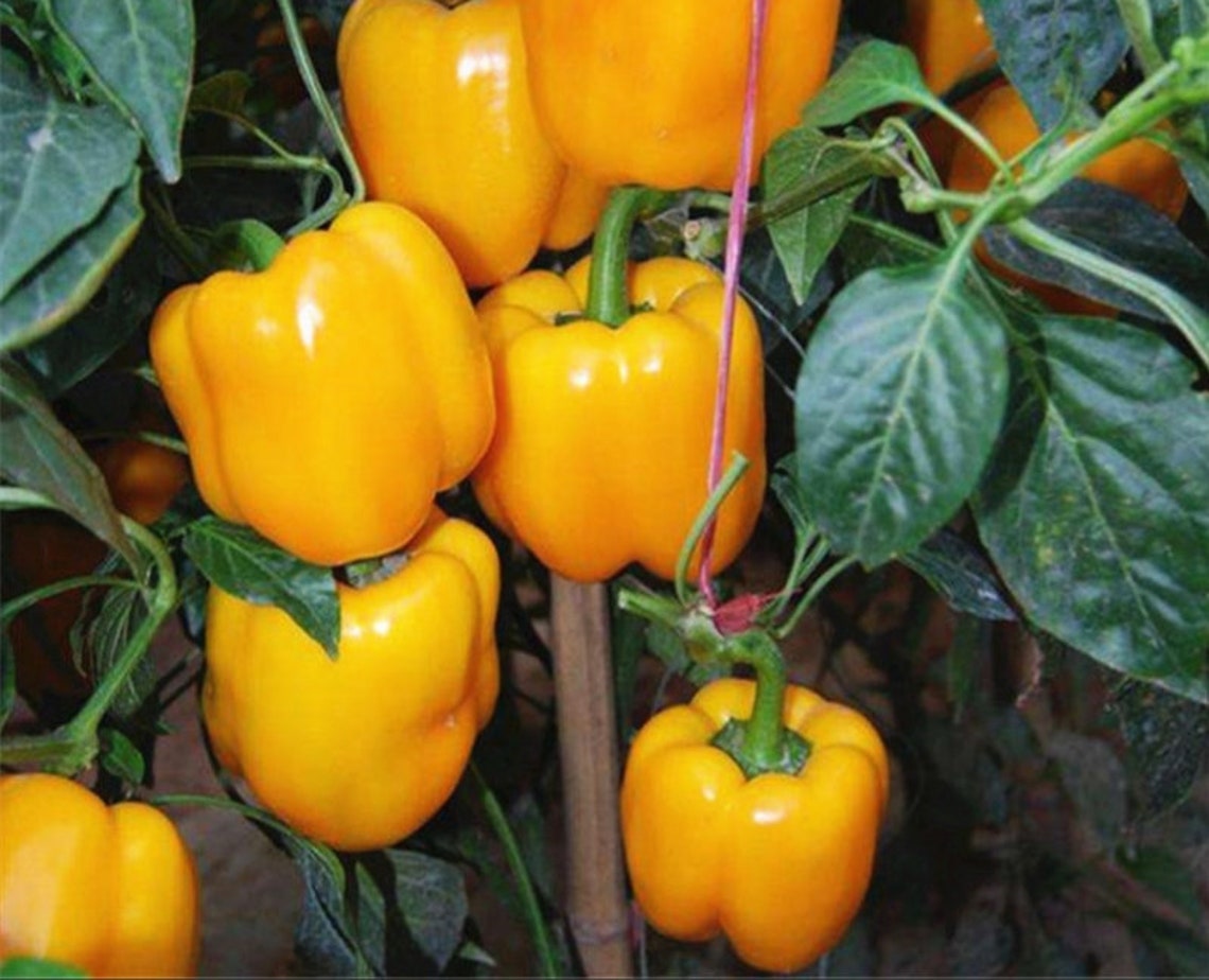Bell Pepper Combo 4 Pack 120 HEIRLOOM Seeds 100% Organic - Etsy