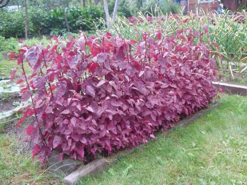 Orach Red Fire HEIRLOOM 100 Seeds PREMIUM strain 100% Organic | Etsy