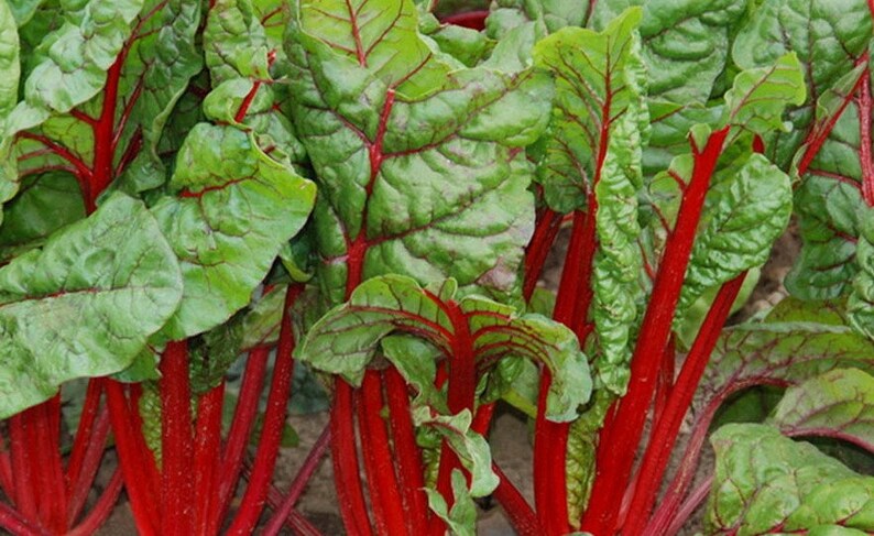 Swiss Chard Ruby Red HEIRLOOM 100 Seeds 100% Organic Non GMO | Etsy