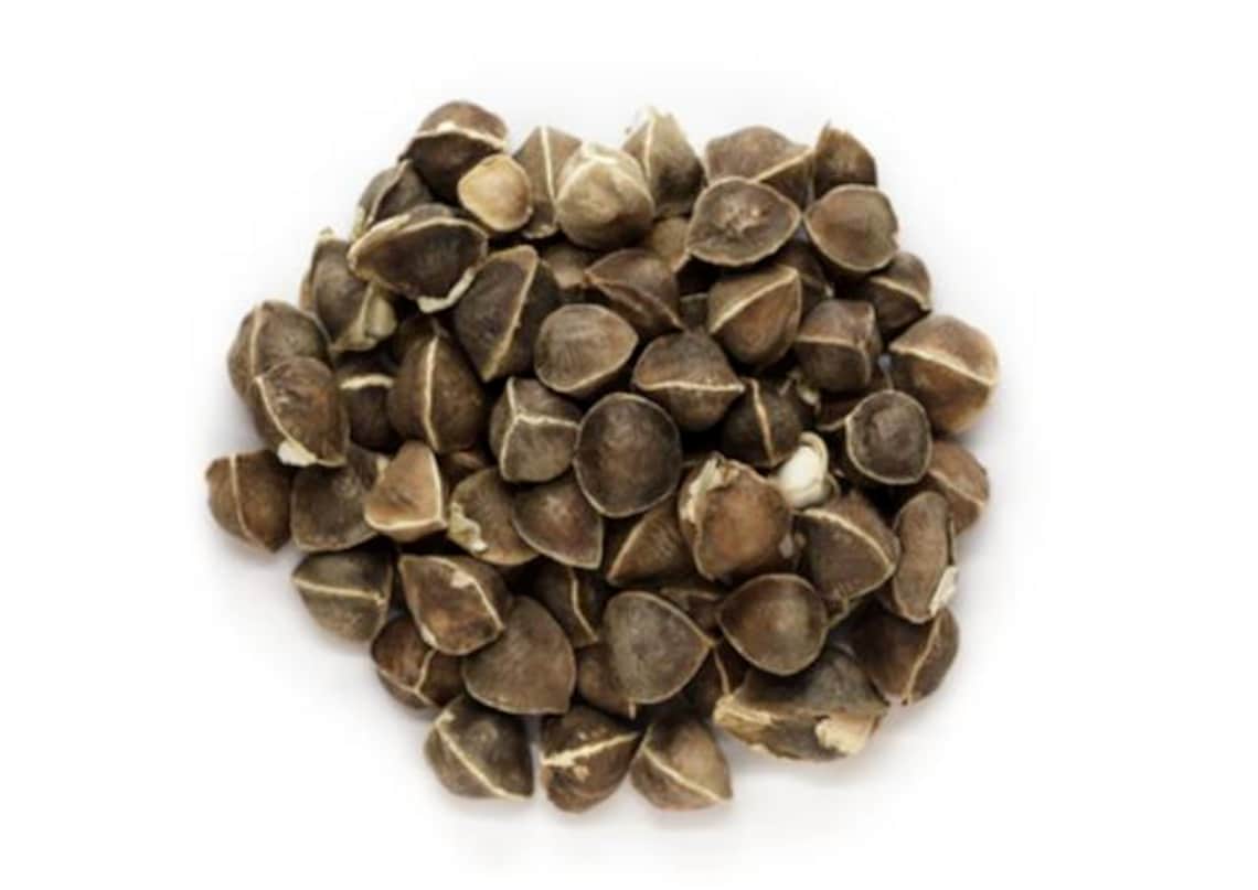 Moringa WILD Moringa Oleifera/ Drumstick 10 | Etsy