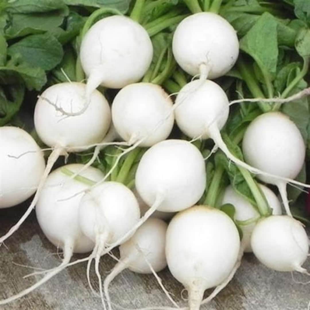 Radish Hailstone HEIRLOOM 100 Seeds 100% Organic Non GMO - Etsy