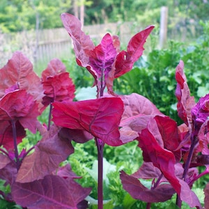 Orach Red Fire HEIRLOOM 100 Seeds PREMIUM Strain 100% Organic - Etsy