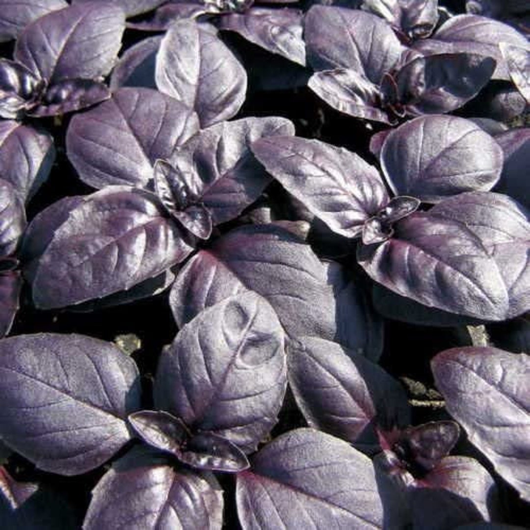 Basil Red Rubin HEIRLOOM 200 Seeds 100% Organic Non GMO Grown in USA - Etsy