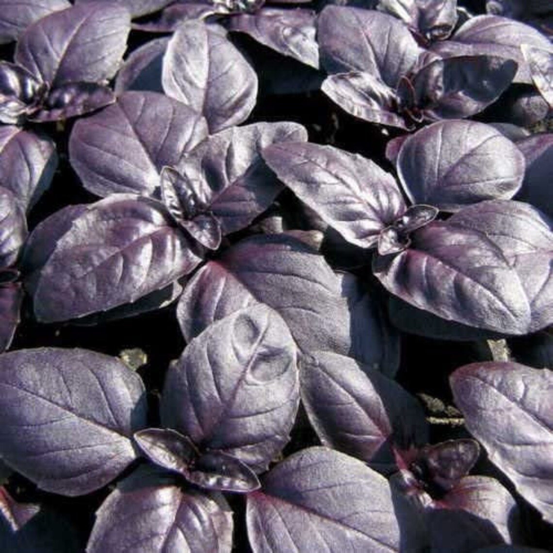 Basil Red Rubin HEIRLOOM 200+ Seeds 100% Organic Non GMO Grown in USA ...