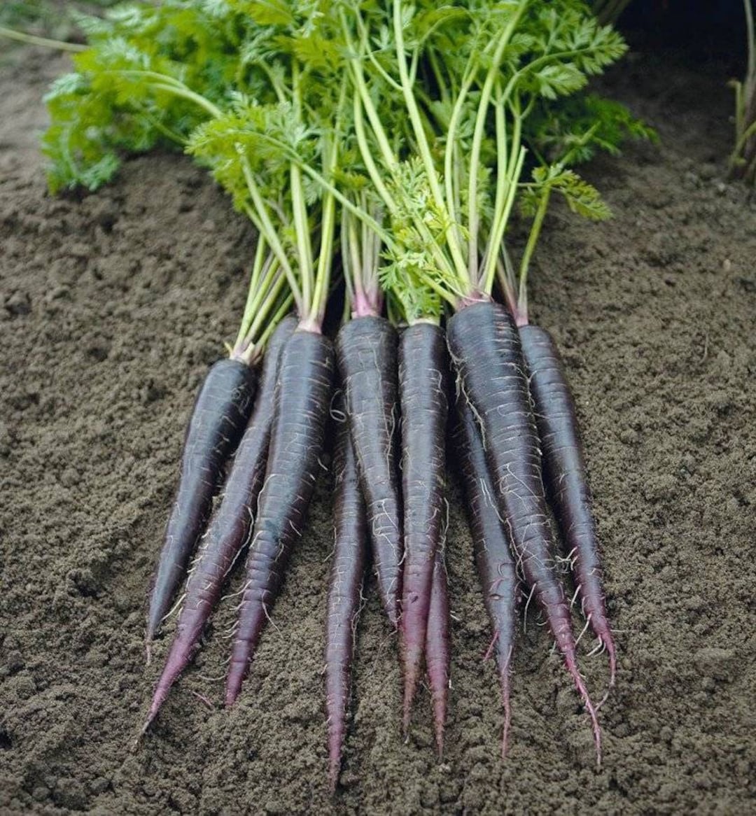 200+ Black Nebula Carrot Heirloom Seeds Non-gmo, Growing in USA Free ...