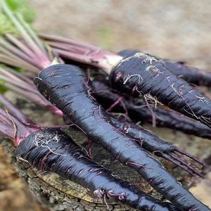 200+ Black Nebula Carrot Heirloom Seeds Non-gmo, Growing in USA Free ...