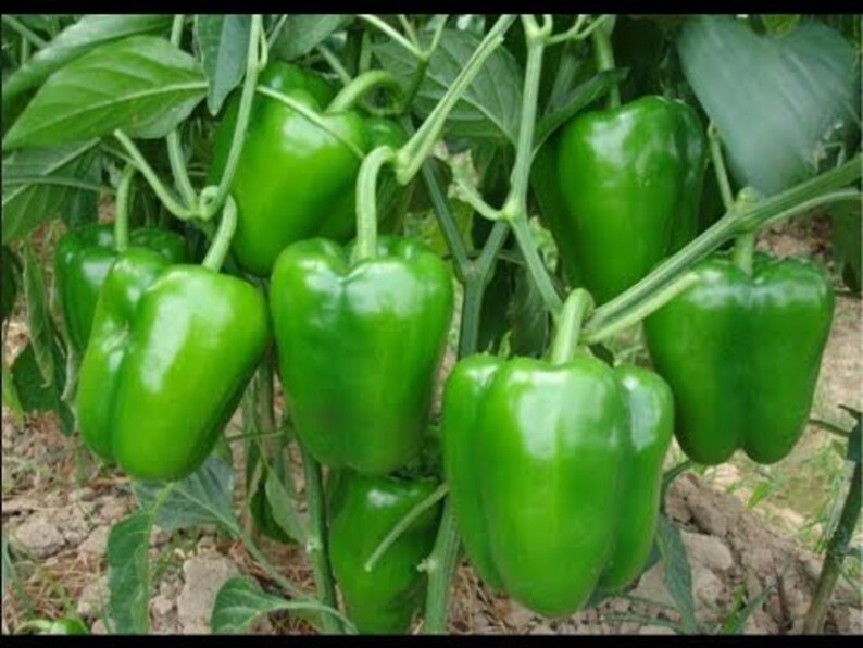Bell Pepper Combo 4 Pack 120 HEIRLOOM Seeds 100% Organic | Etsy
