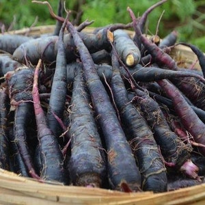200+ Black Nebula Carrot Heirloom Seeds Non-gmo, Growing in USA Free ...