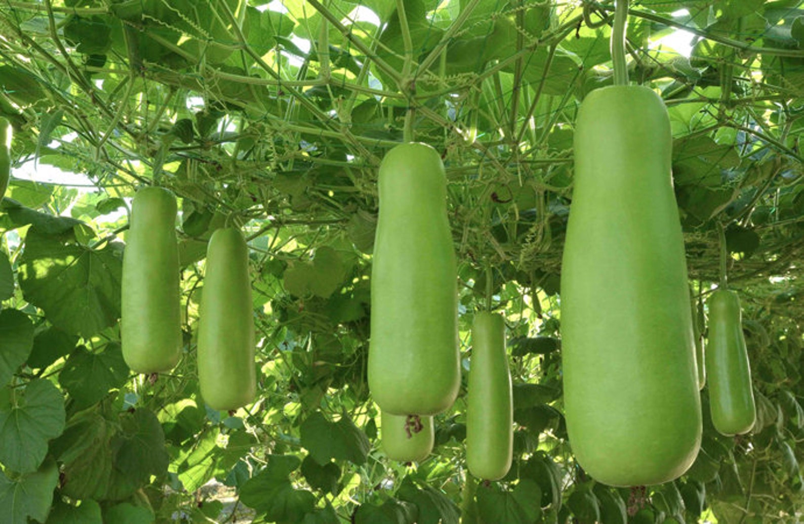 Indian Bottle Gourd HEIRLOOM 15+ Seeds 100% Organic Non GMO - Etsy
