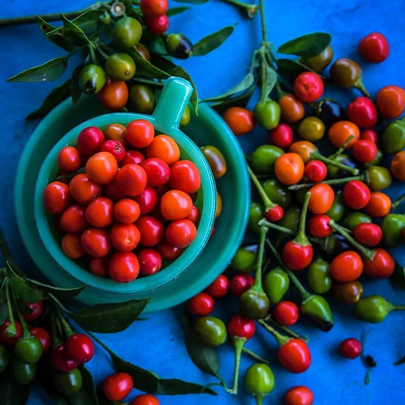 Wild Peppers Seeds - Etsy