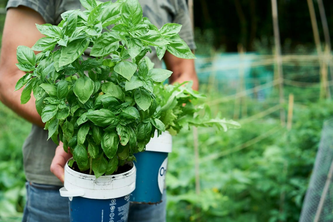 Basil Italian Large Leaf HEIRLOOM 200+ Seeds 100% Organic Non GMO Grown ...