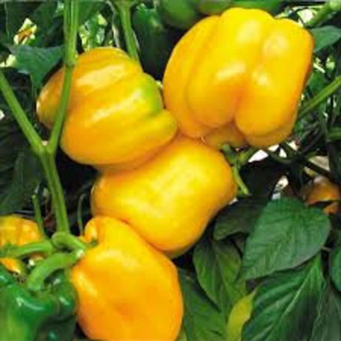 Yellow Bell Pepper HEIRLOOM 30seeds PREMIUM Strain Inherited - Etsy