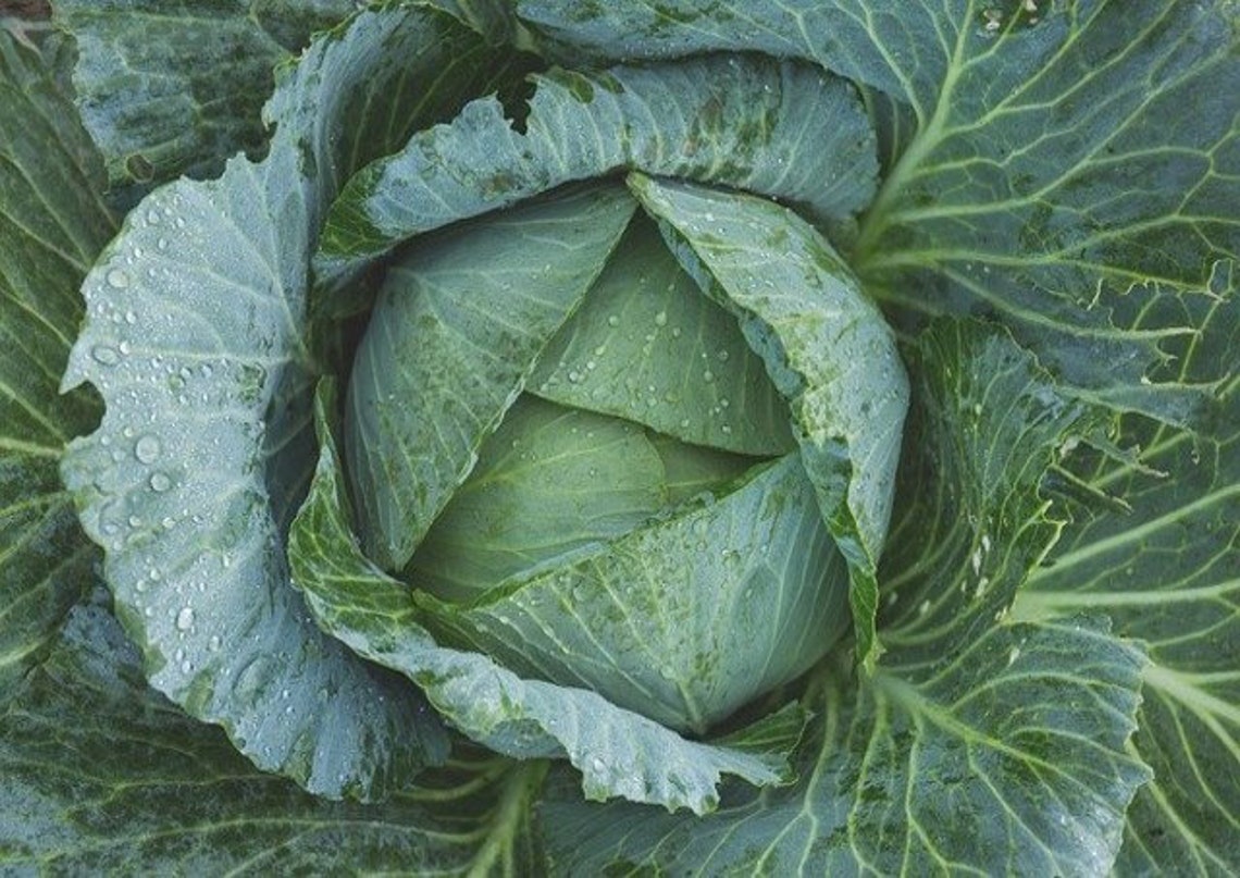 Cabbage Golden Acre HEIRLOOM 100 seeds 100% organic Non GMO | Etsy