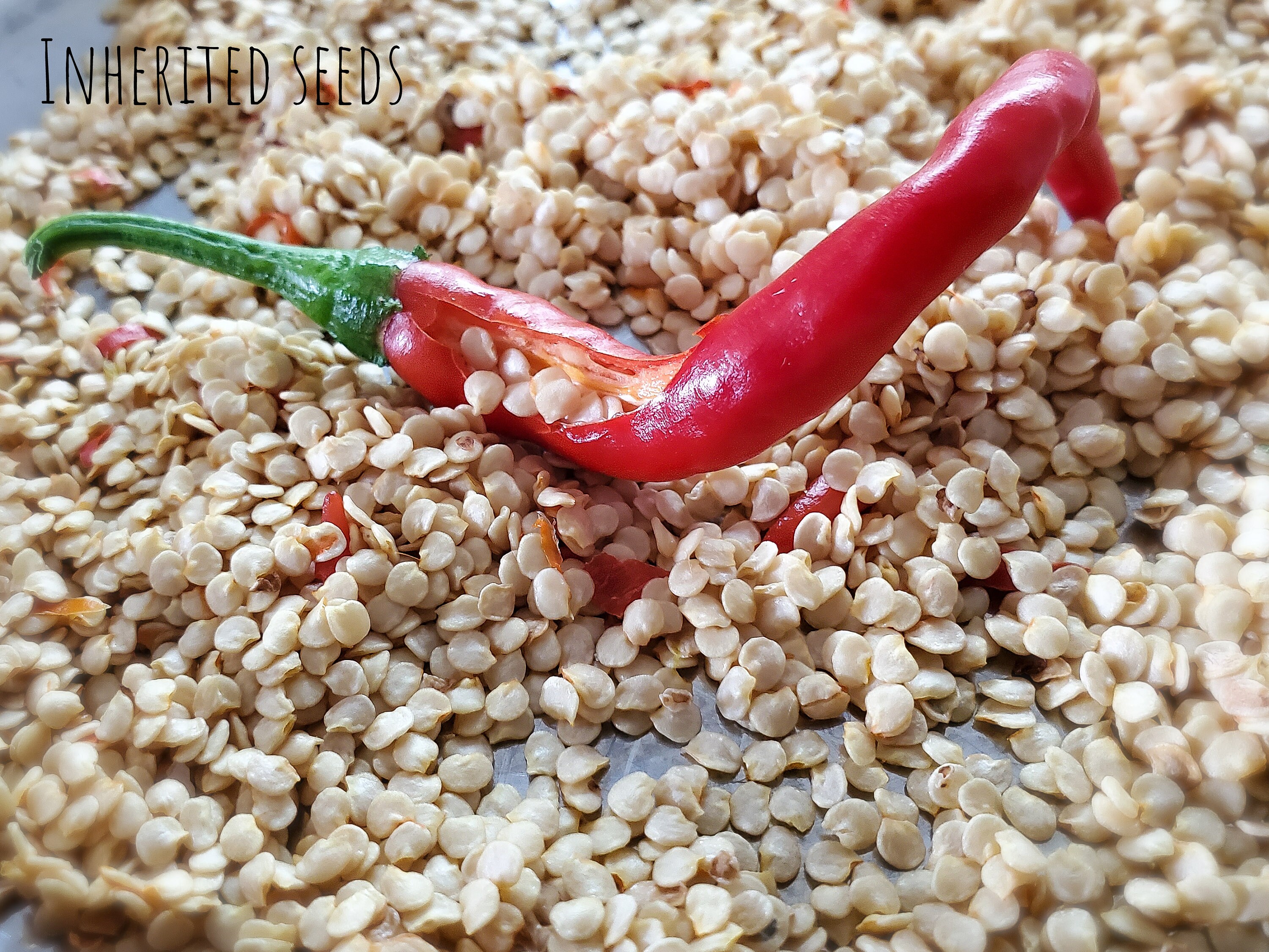 HEIRLOOM Hot Pepper Seeds 6 Varieties Pack PREMIUM Strain 100% | Etsy