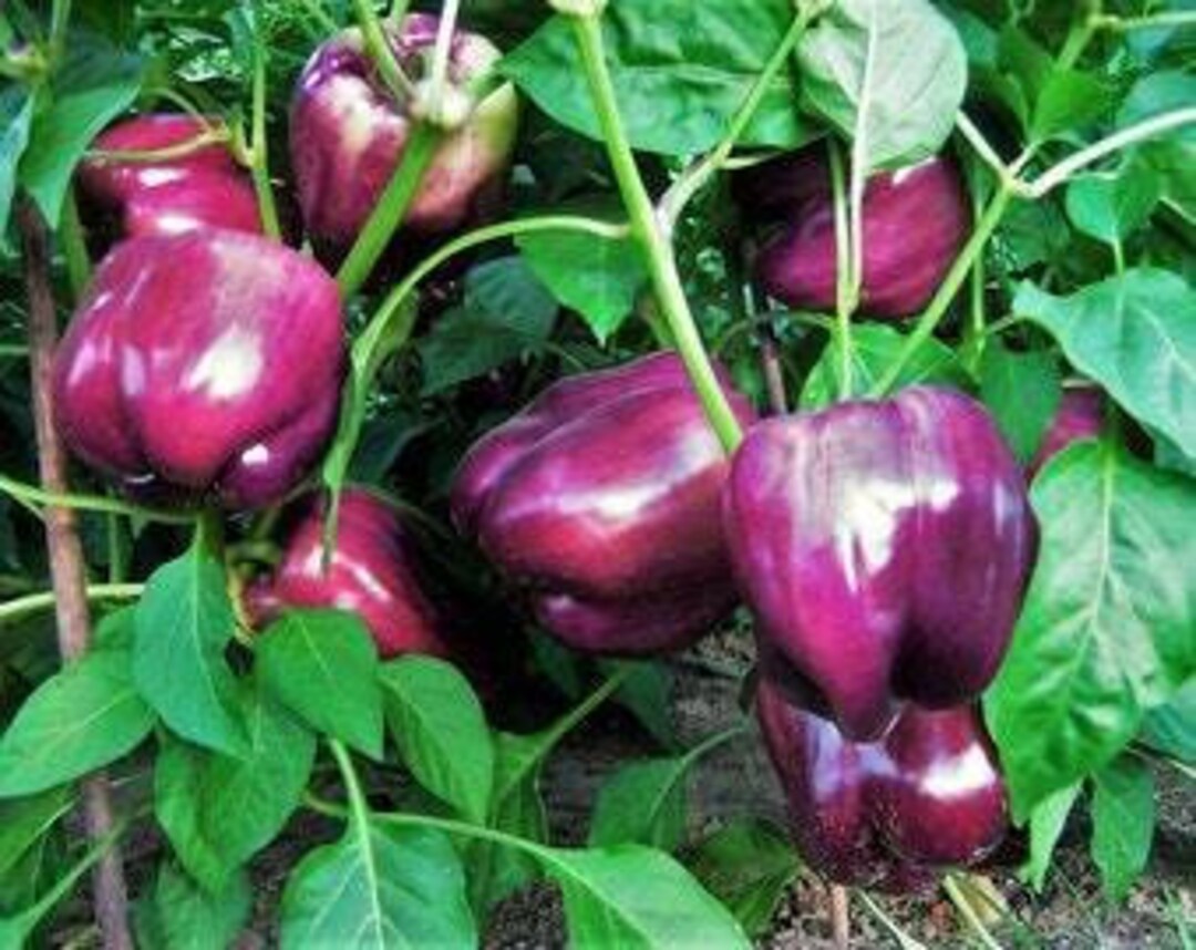 Purple Beauty Bell Pepper 30 Heirloom Seeds, Sweet, 100% Organic, NON ...