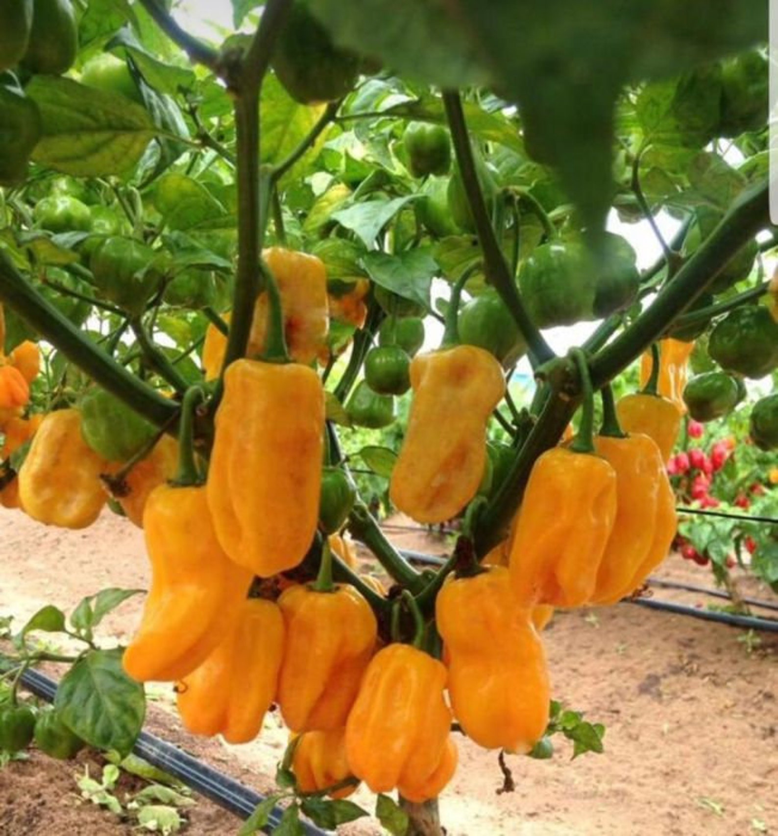 HOTTEST of All Habanero Caribbean Yellow / Jamaican Habenaro 450K SHU ...