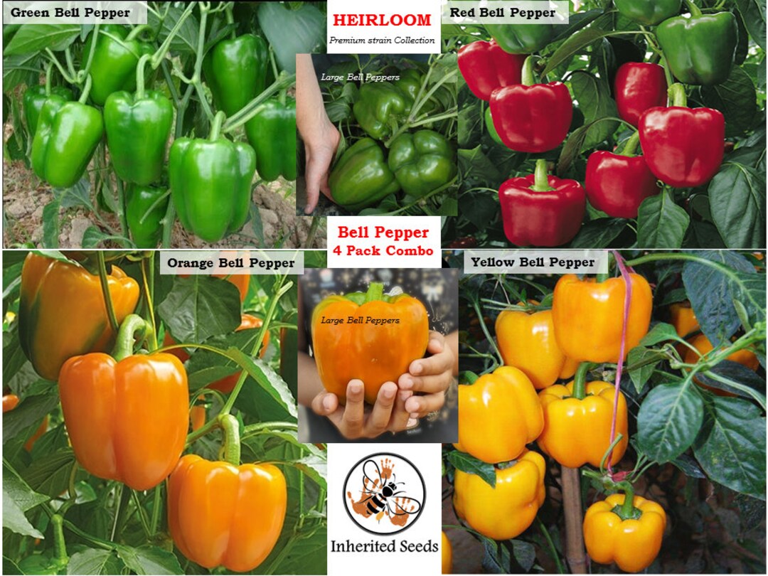 Bell Pepper Combo 4 Pack 120+ HEIRLOOM Seeds 100% Organic Grown in USA ...