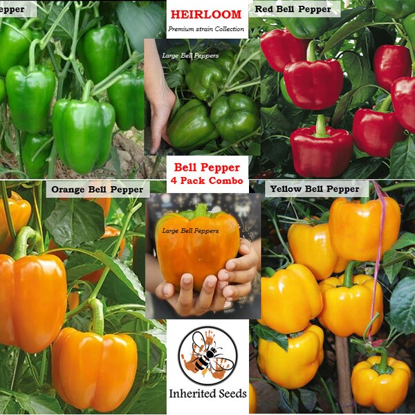 Bell Pepper Seeds - Etsy
