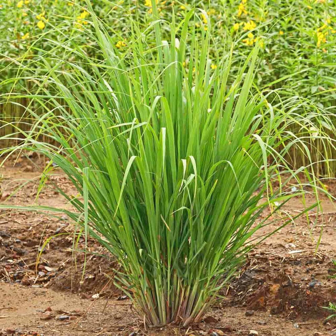 Lemon Grass Heirloom Seeds (100+ Seeds) - Etsy