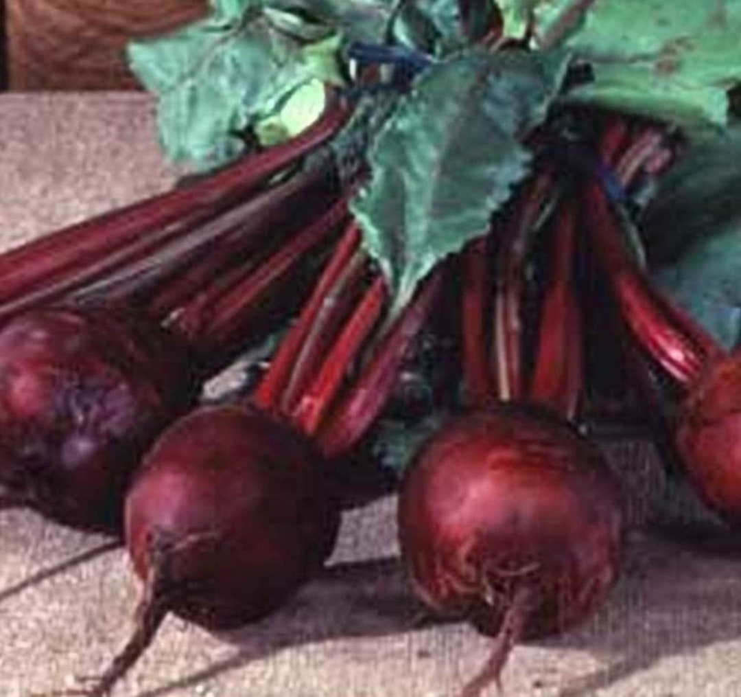 Heirloom Detroit Dark Red Beet – 50+ Organic Seeds, Premium Strain ...