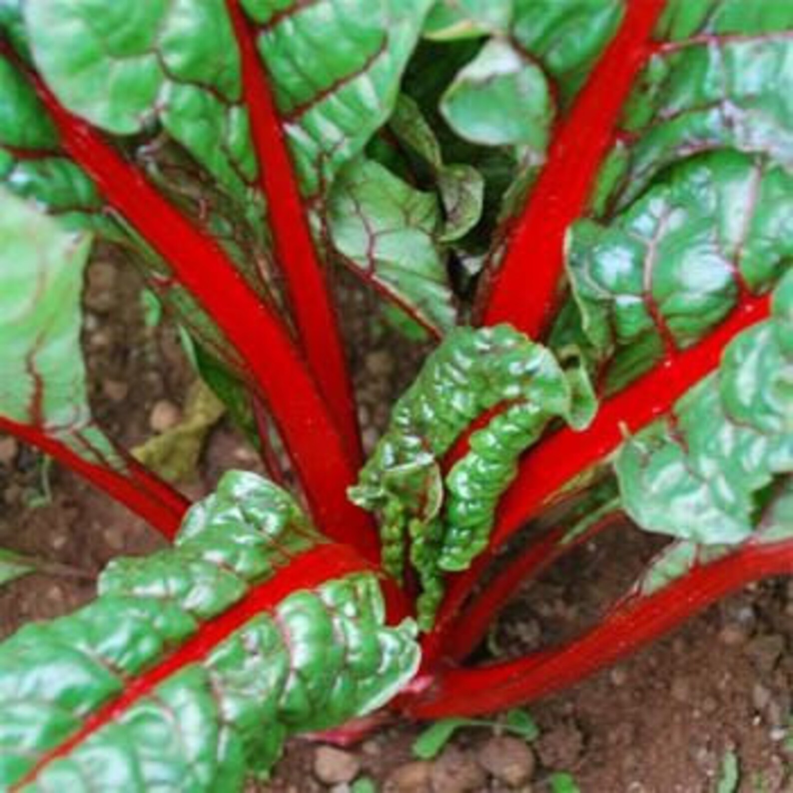 Swiss Chard Ruby Red HEIRLOOM 100 Seeds 100% Organic Non GMO | Etsy