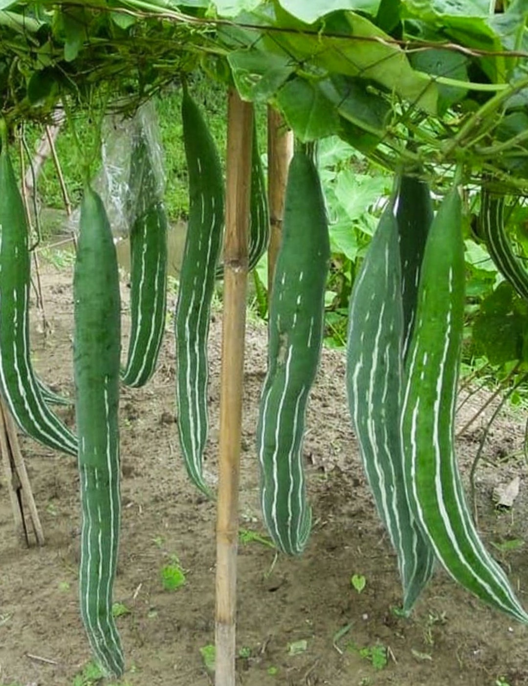Indian Snake Gourd HEIRLOOM 10 Seeds 100% Organic Non GMO - Etsy