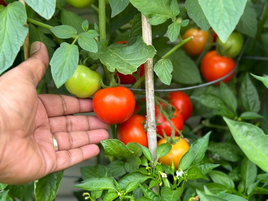Indian Tomato / Desi Tomato HEIRLOOM 50+ Seeds 100% Organic Premium ...