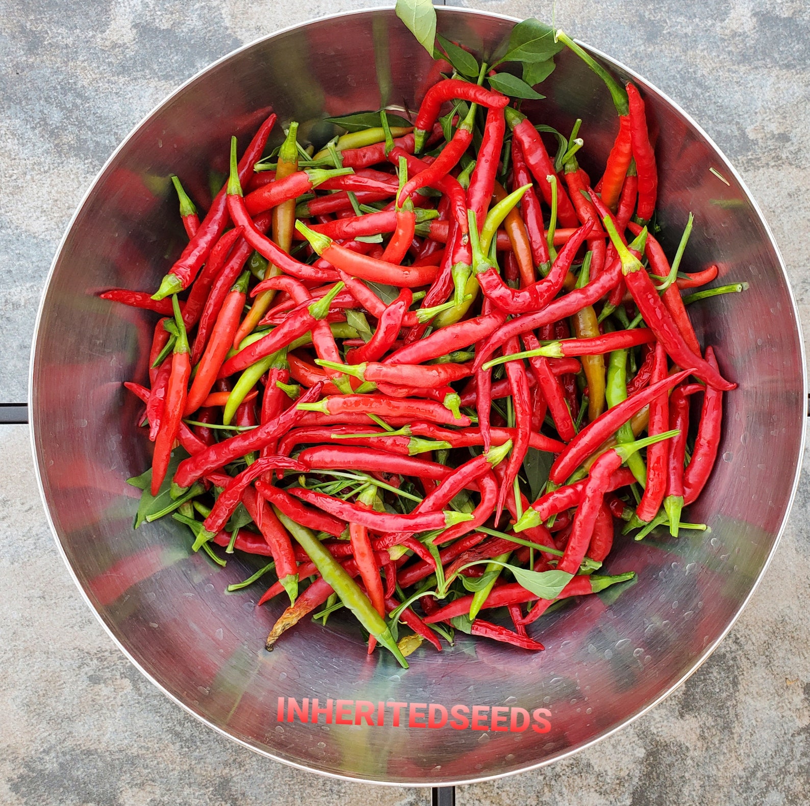 Finger Hot Chilli Pepper HEIRLOOM 50+ Seeds 100% Organic Very High ...