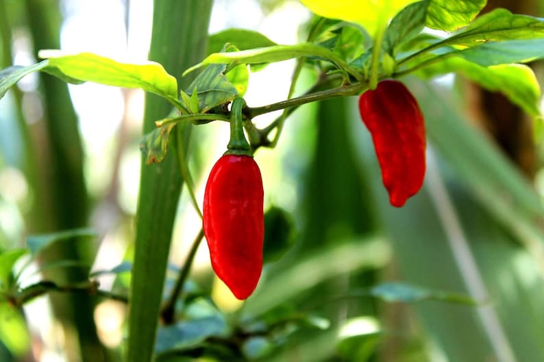 Kanthari / BirdsEye Chilli pepper. 50 seeds HEIRLOOM 100% | Etsy