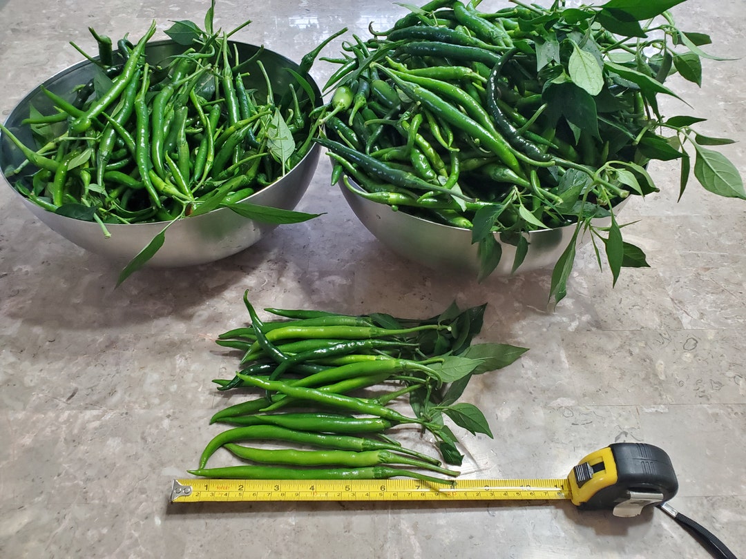 Finger Hot Chilli Pepper HEIRLOOM 50+ Seeds 100% Organic Very High ...