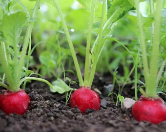 Organic Rambo Purple Radish MICROGREEN Seeds Non-gmo Heirloom Sprouts ...