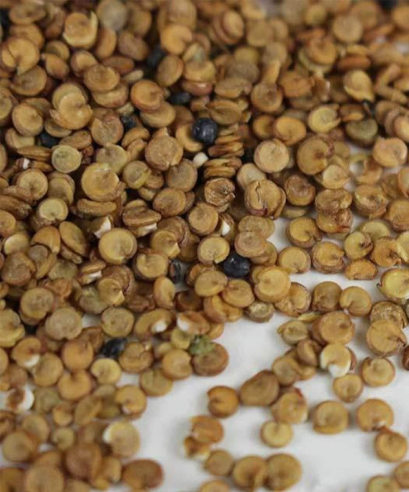 Orach Red Fire HEIRLOOM 100 Seeds PREMIUM Strain 100% Organic - Etsy