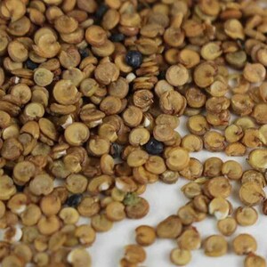 Orach Red Fire HEIRLOOM 100 Seeds PREMIUM Strain 100% Organic - Etsy