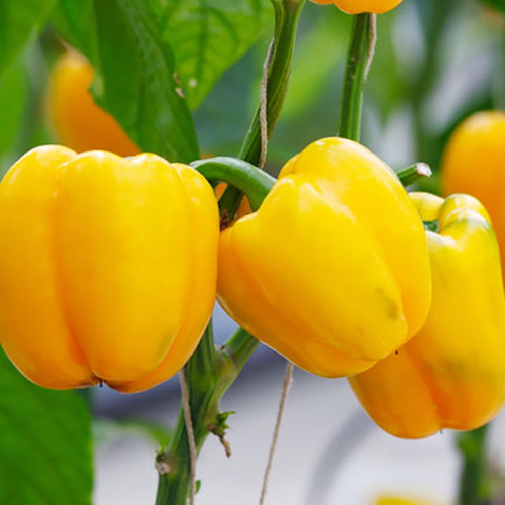 Yellow Bell Pepper HEIRLOOM 30seeds PREMIUM Strain Inherited - Etsy