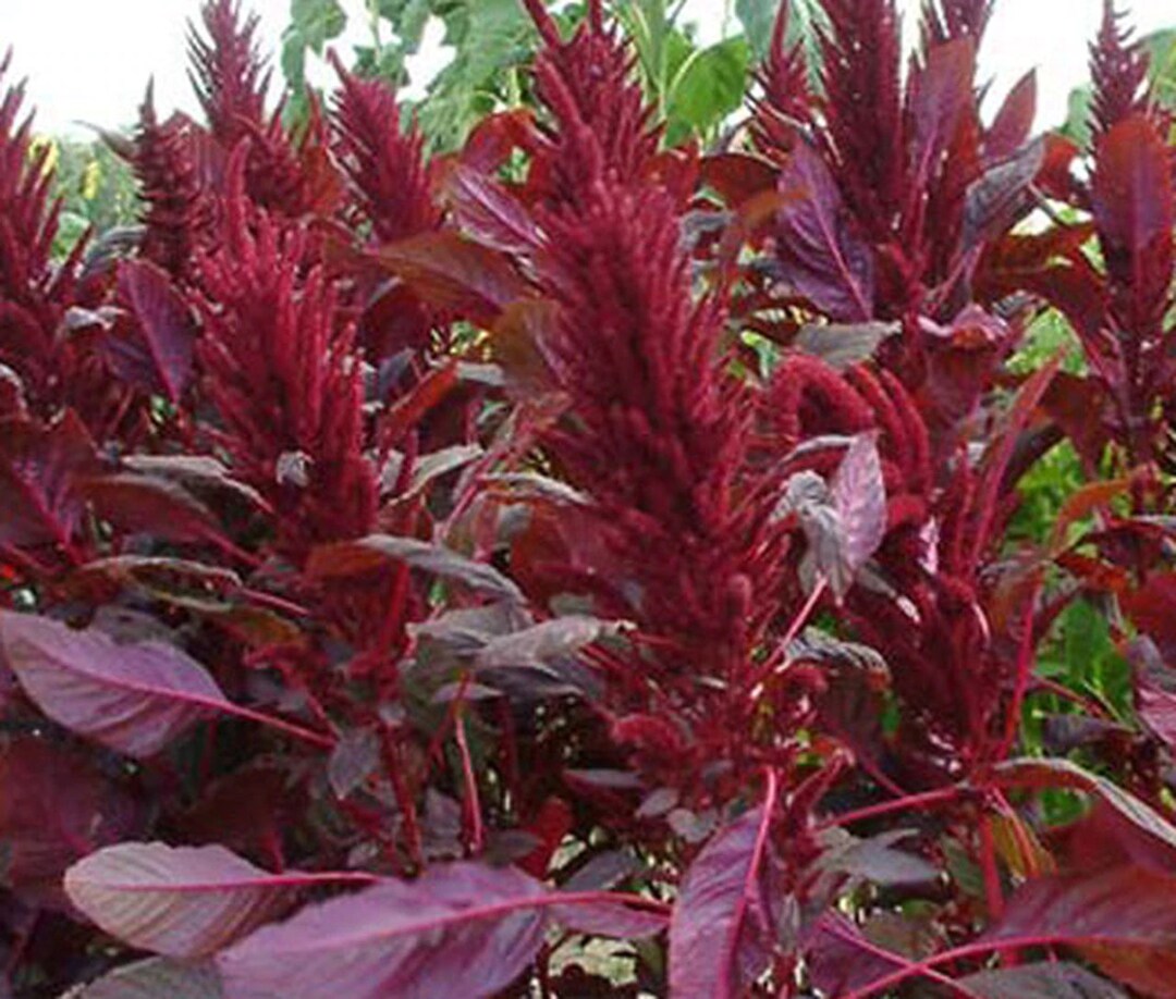 Deep Red Amaranth HEIRLOOM 500 Seeds Premium Strain 100% Organic Grown ...