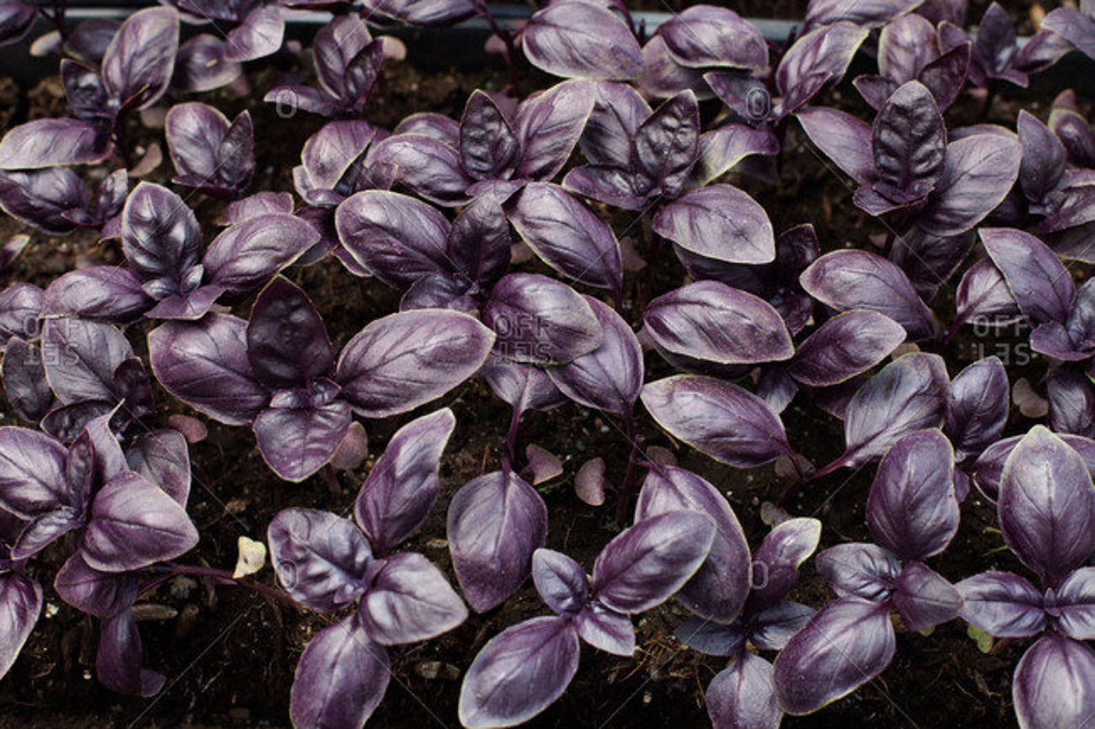 Basil Red Rubin HEIRLOOM 200+ Seeds 100% Organic Non GMO Grown in USA ...