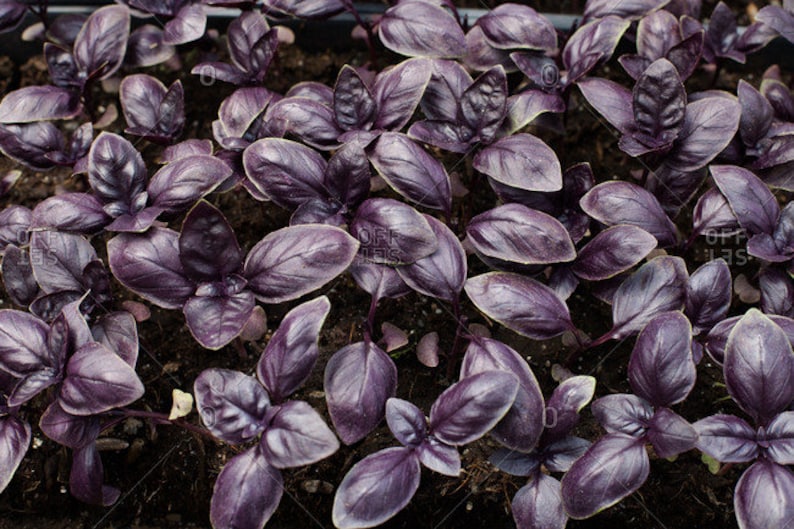 Basil Red Rubin HEIRLOOM 200+ Seeds 100% Organic Non GMO Grown in USA ...