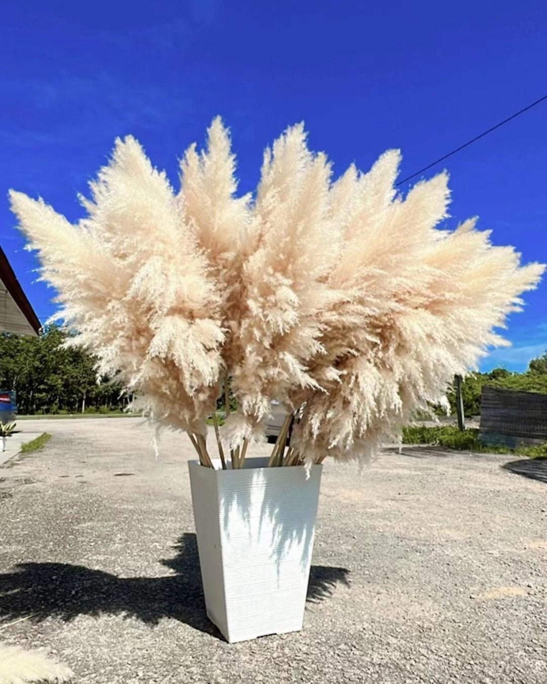 15pcs TALL PAMPAS GRASS 2-4ft | Grand Sale | Dry Florals for Home Decor ...