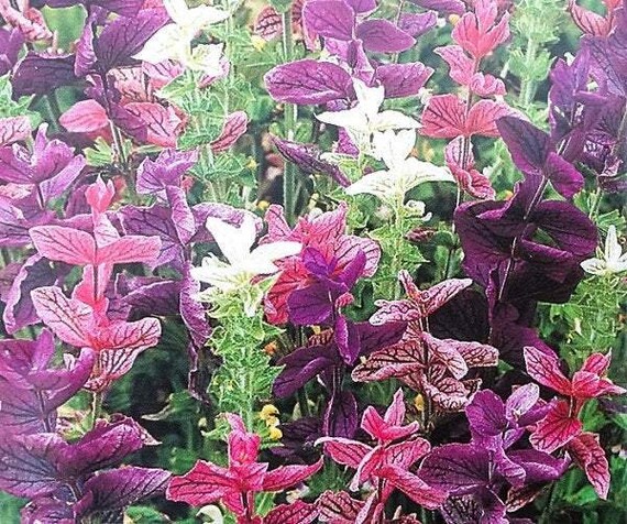 Outdoor & Gardening Annual Clary 100 seeds mixed colours non GMO Home ...