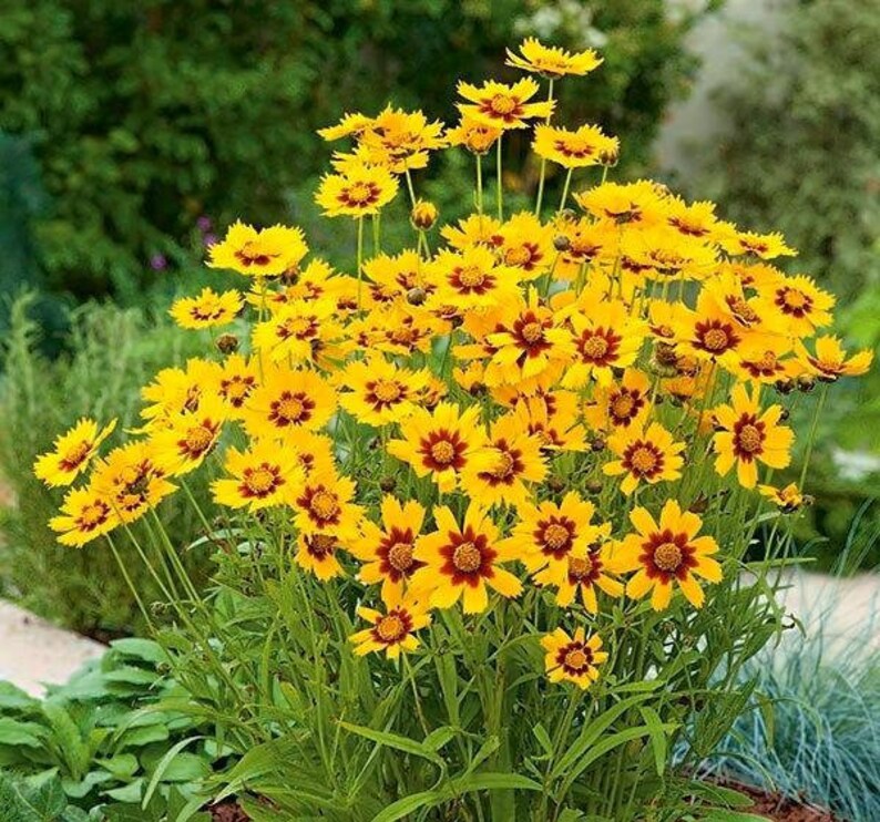 Plains Coreopsis 200 seeds | Etsy
