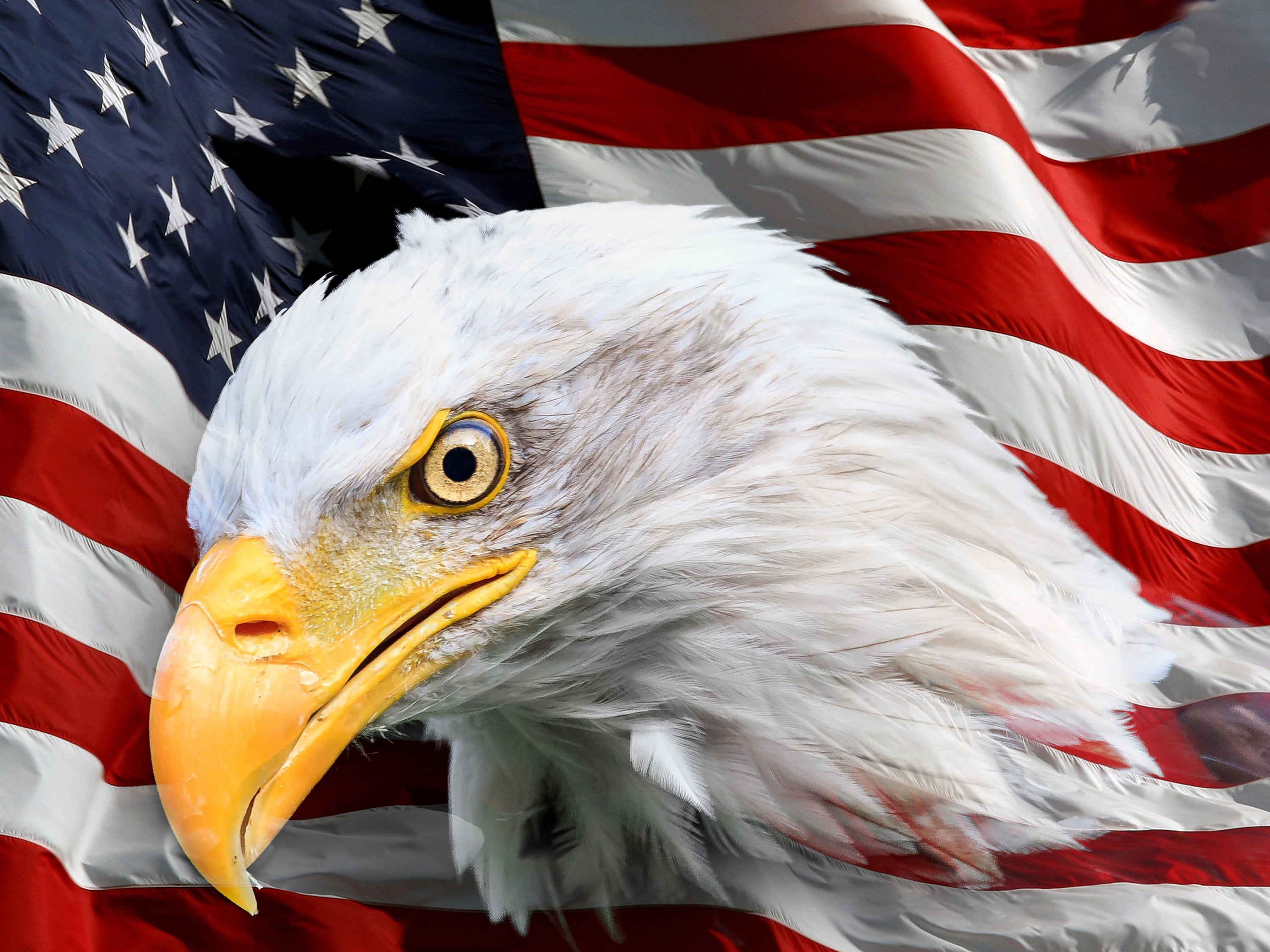 USA American Flag / Eagle 24x18 DOUBLE SIDED Yard Sign "flags 15" - Etsy