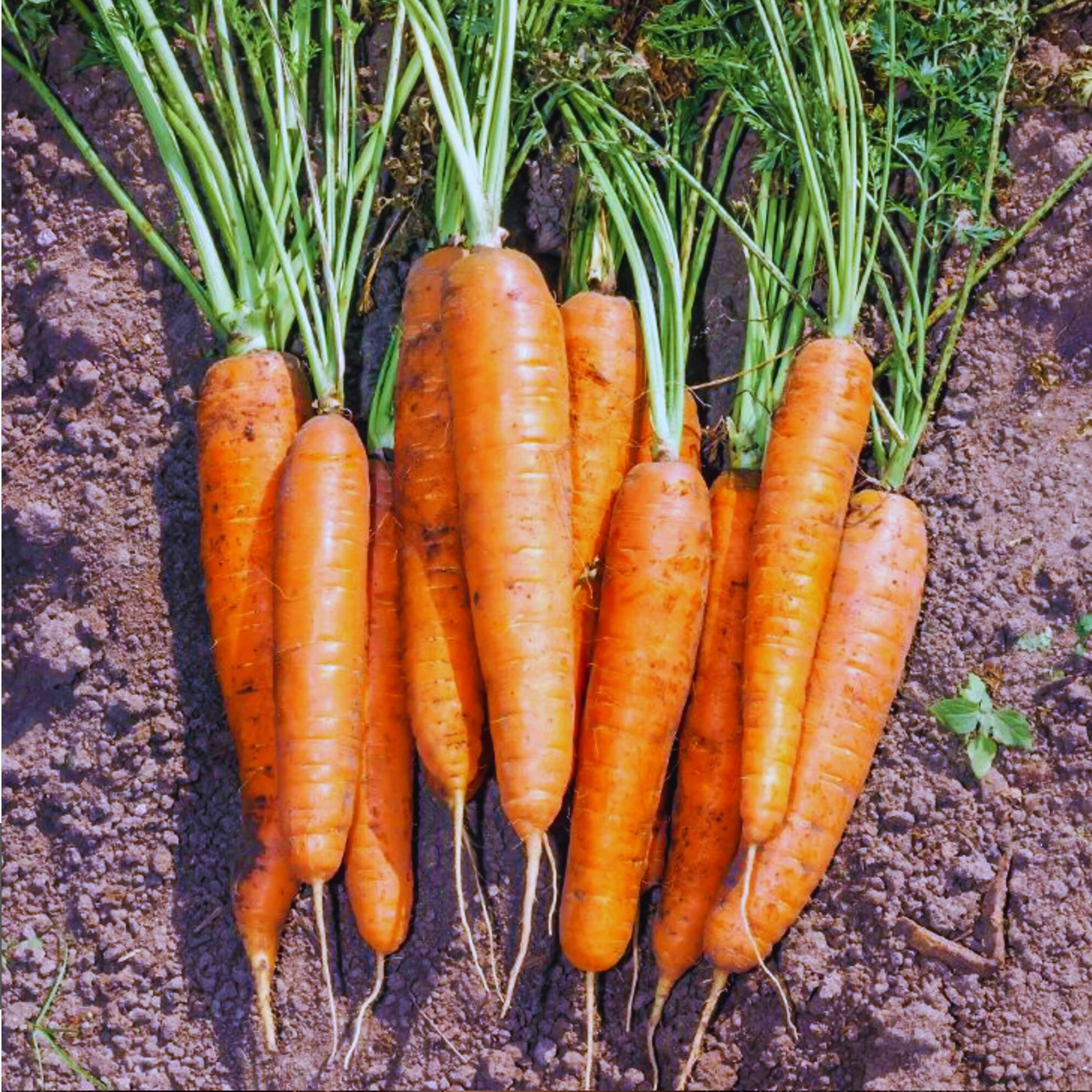 Little Fingers Carrot Seeds, Baby Carrots, Home Garden (200+ Seeds) - Etsy