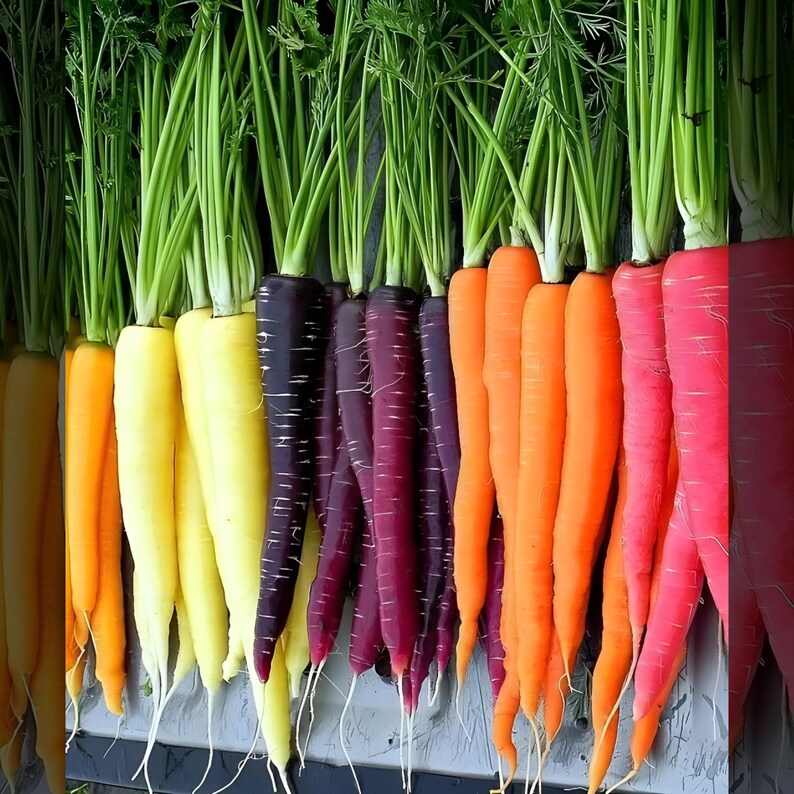 Rainbow Carrot Seed Mix: 5 Color Variety - 150+ Heirloom Seeds - Etsy