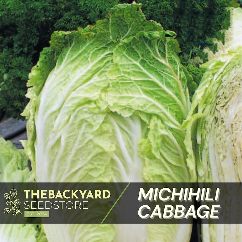 Chinese Cabbage Seeds, Michihili Cabbage, Compact Cabbage Cold Hardy ...