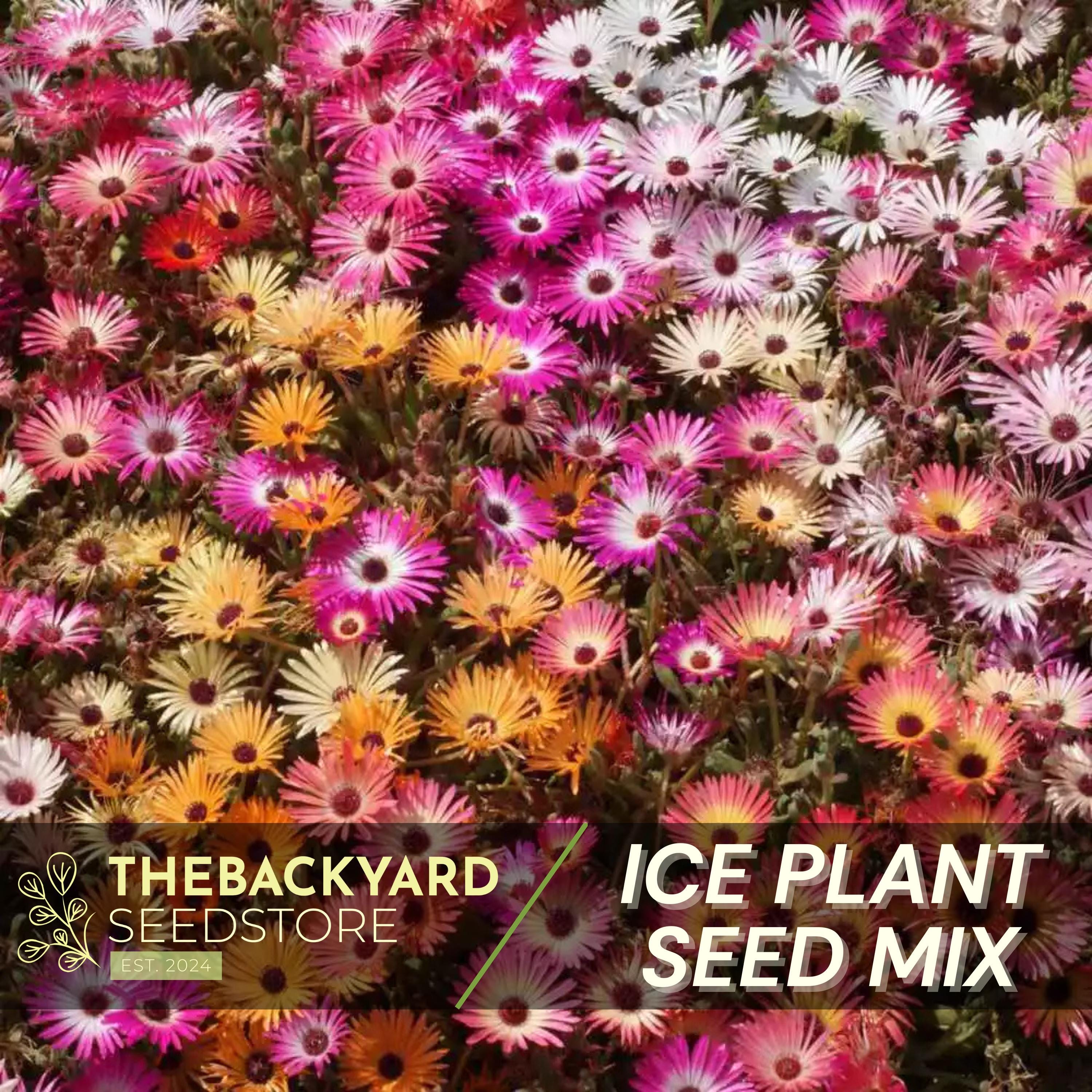 Livingstone Daisy Seeds: Ice Plant Mix, Non-gmo Heirloom - Etsy