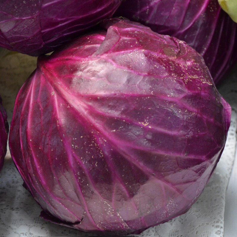 Red Acre Cabbage Seeds: 150+ Purple Garden Seeds - Etsy