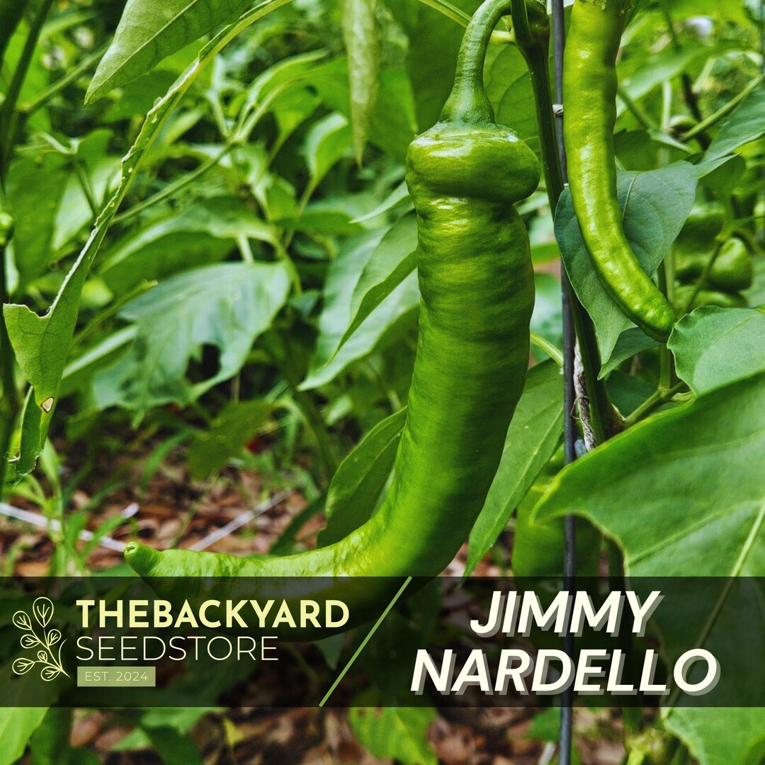 Jimmy Nardello Sweet Pepper Seeds - Homegrown (20+ Seeds) - Etsy