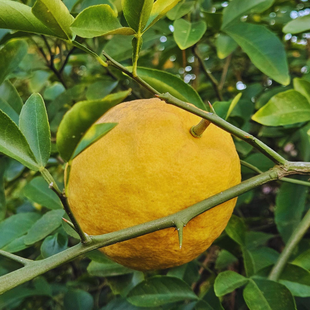 Hybrid Citron/trifoliate Seeds - Citrus Medica - Lemon Scented ...